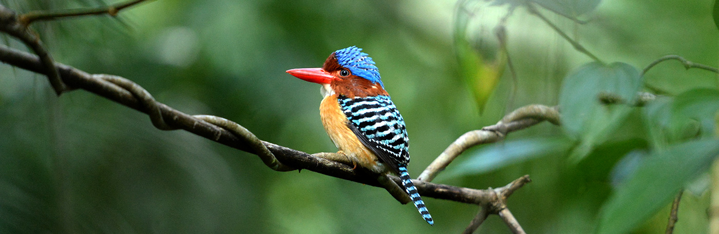 Thailand Bird Watching and Photography Tours