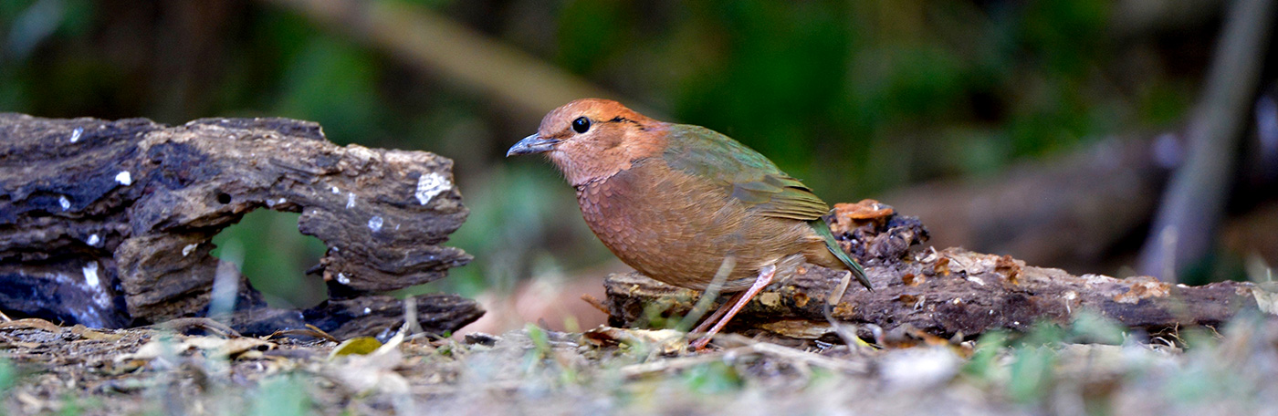 Thailand Bird Watching and Photography Tours