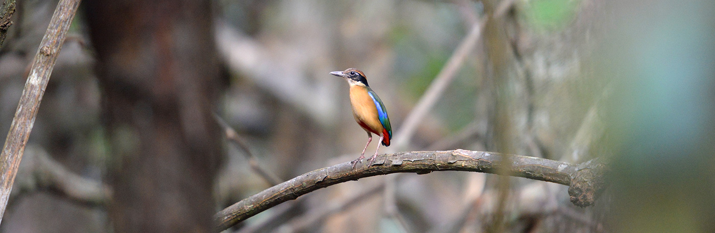 Thailand Bird Watching and Photography Tours